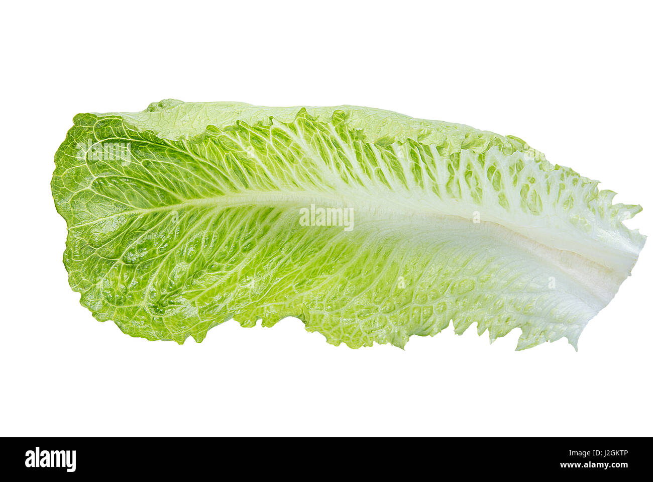 Fresh green Romaine Lettuce - Lactuca sativa, isolated on the white background Stock Photo - Alamy