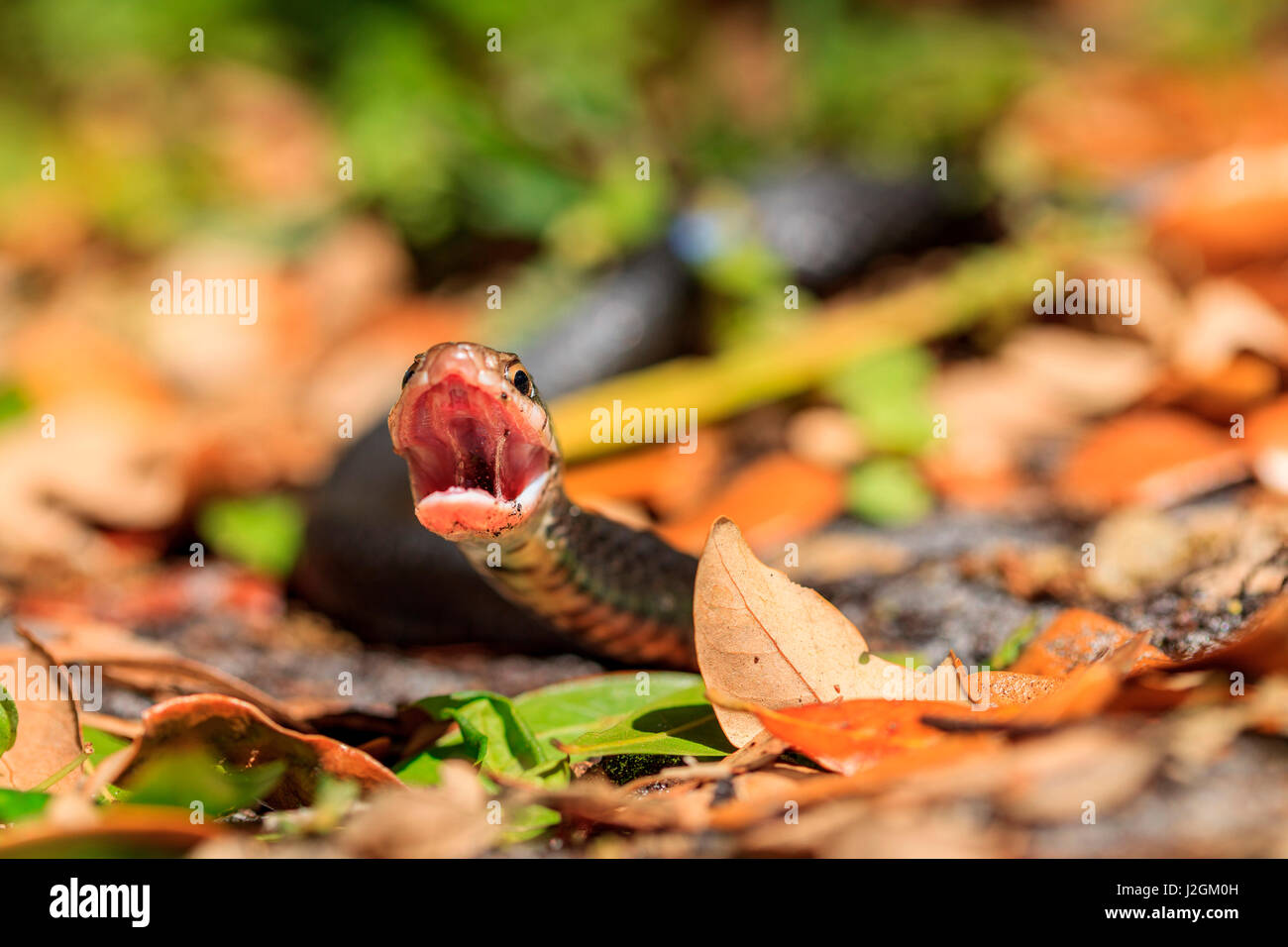 Black snake in defensive posture in Florida Stock Photo - Alamy