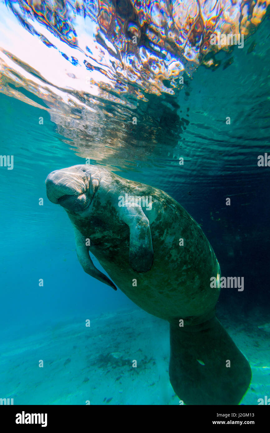 Endangered florida manatee three hi-res stock photography and images ...