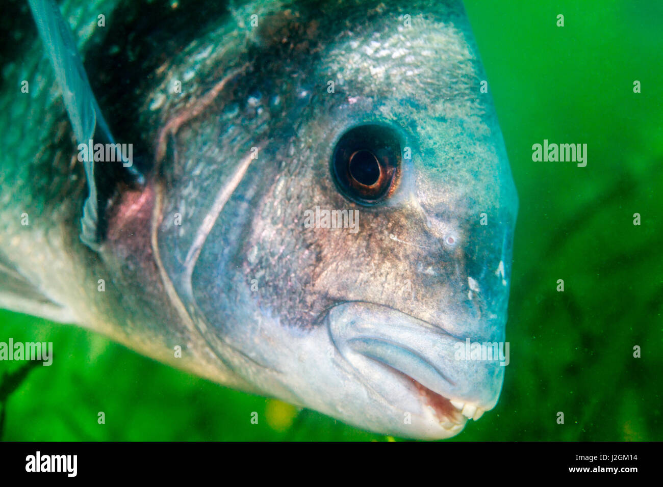 Sheepshead Underwater