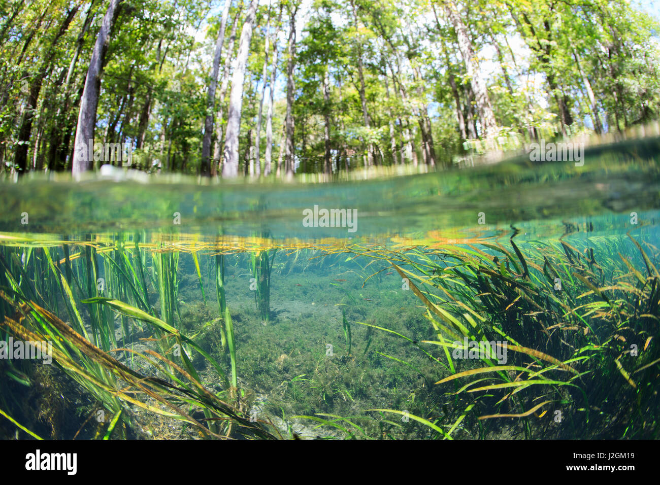Over and under image showing the clear blue waters and Cypress forest ...