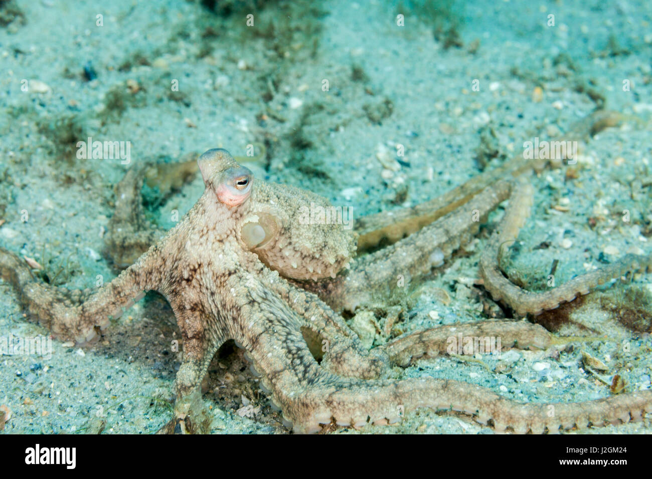 Long arm octopus hi-res stock photography and images - Alamy