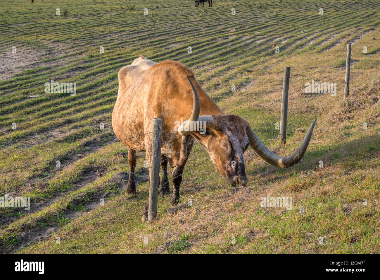Texas Longhorn, Florida, USA Stock Photo - Alamy