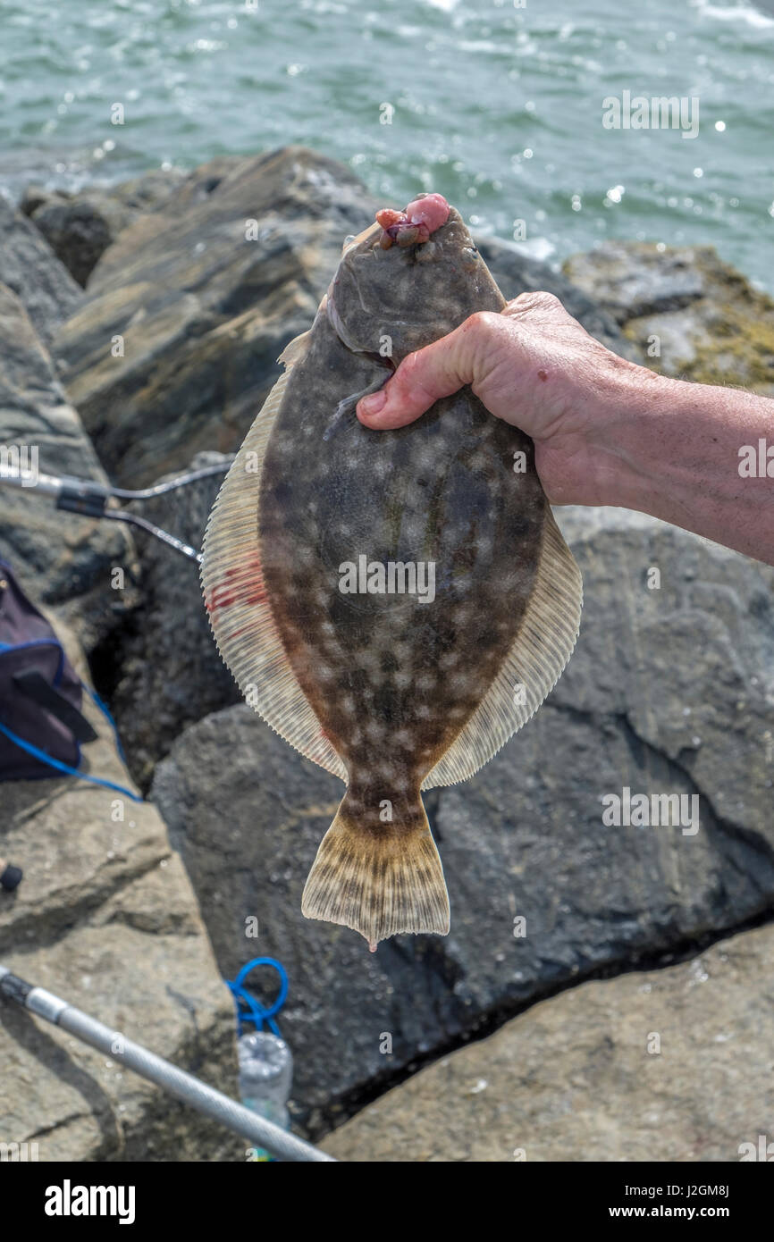 Fisherman holding flounder on jetty, New Smyrna Beach, Florida, USA ...