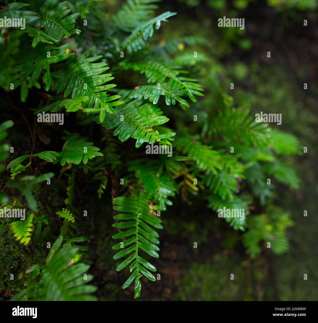 Resurrection fern, Pleopeltis polypodioides, Florida Stock Photo - Alamy