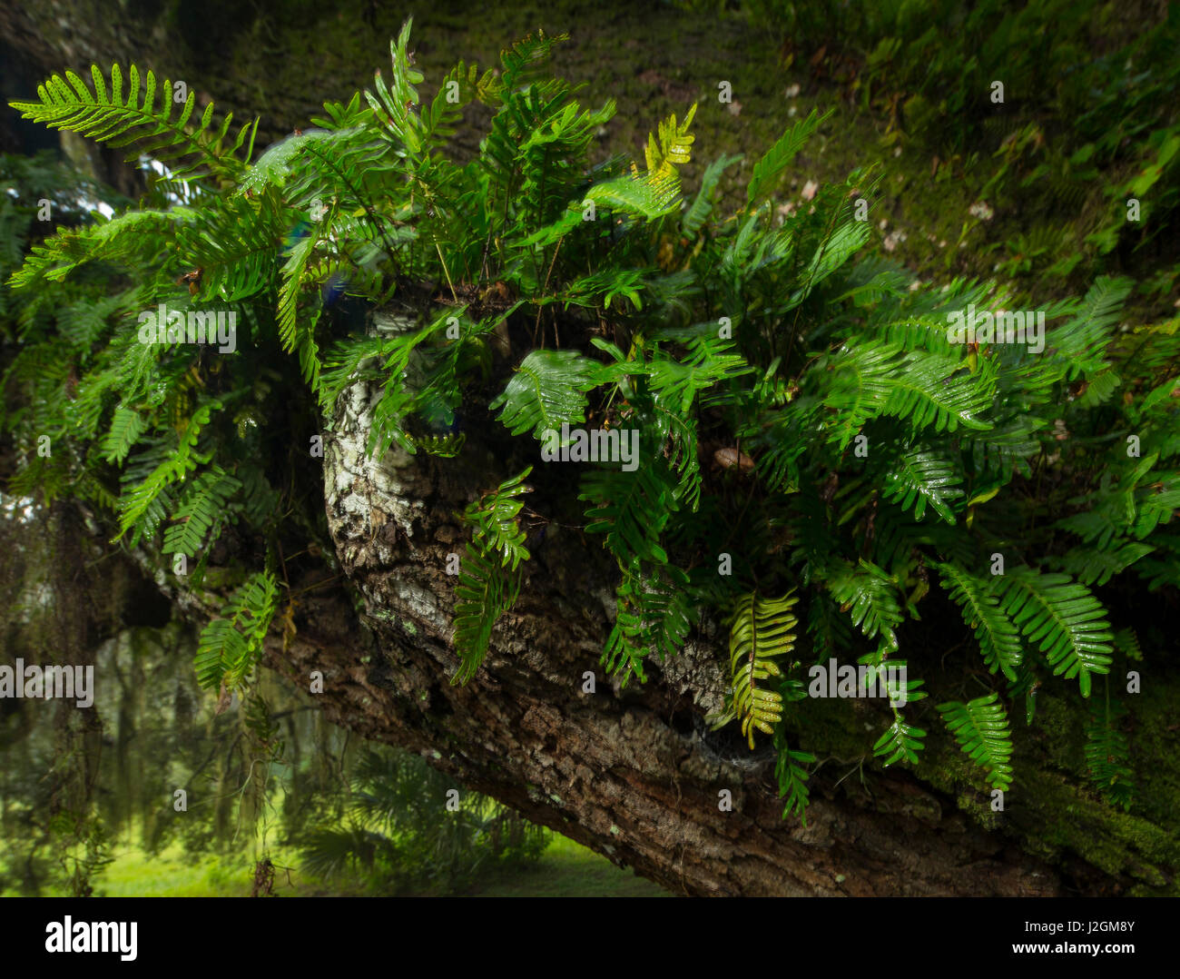 Resurrection fern, Pleopeltis polypodioides, Florida Stock Photo - Alamy