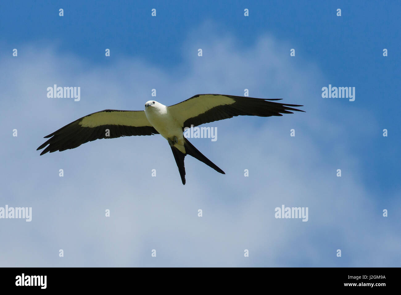 Swallow-tailed kite in flight, Elanoides forficatus, Central Florida ...