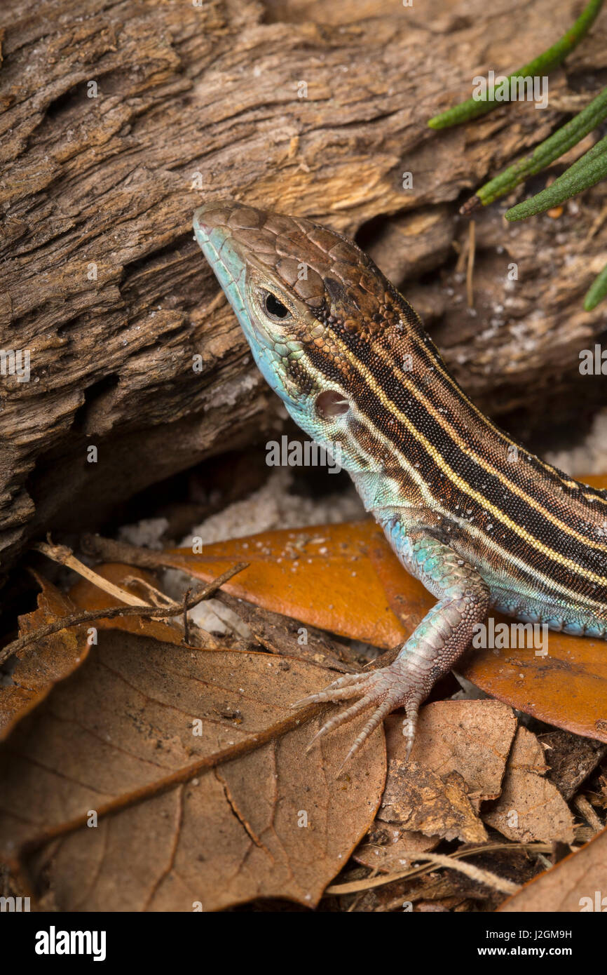 Racerunner hi-res stock photography and images - Alamy