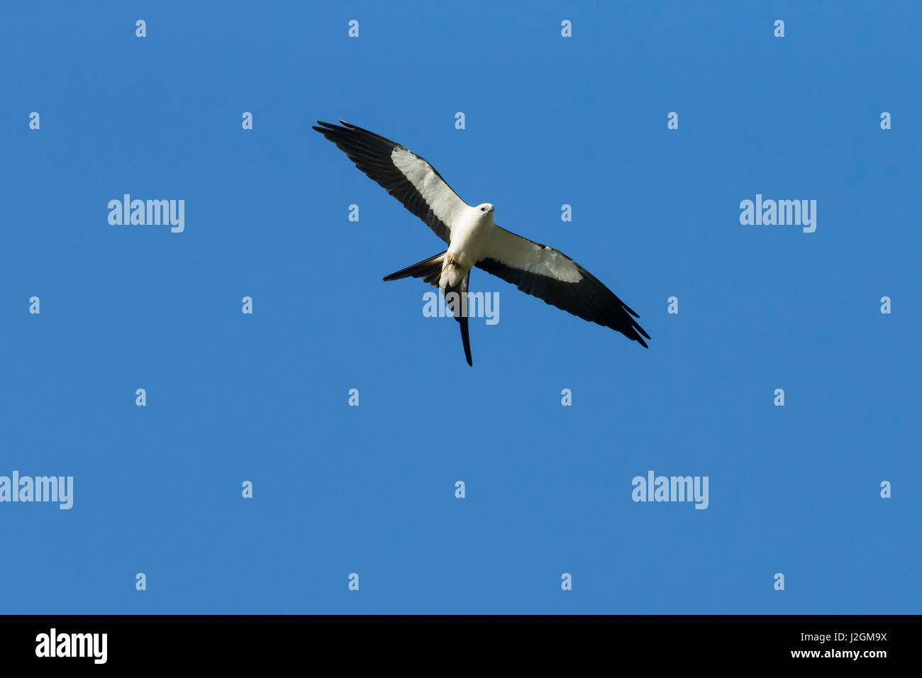 Swallow-tailed kite, Elanoides forficatus, in flight, Kissimmee ...
