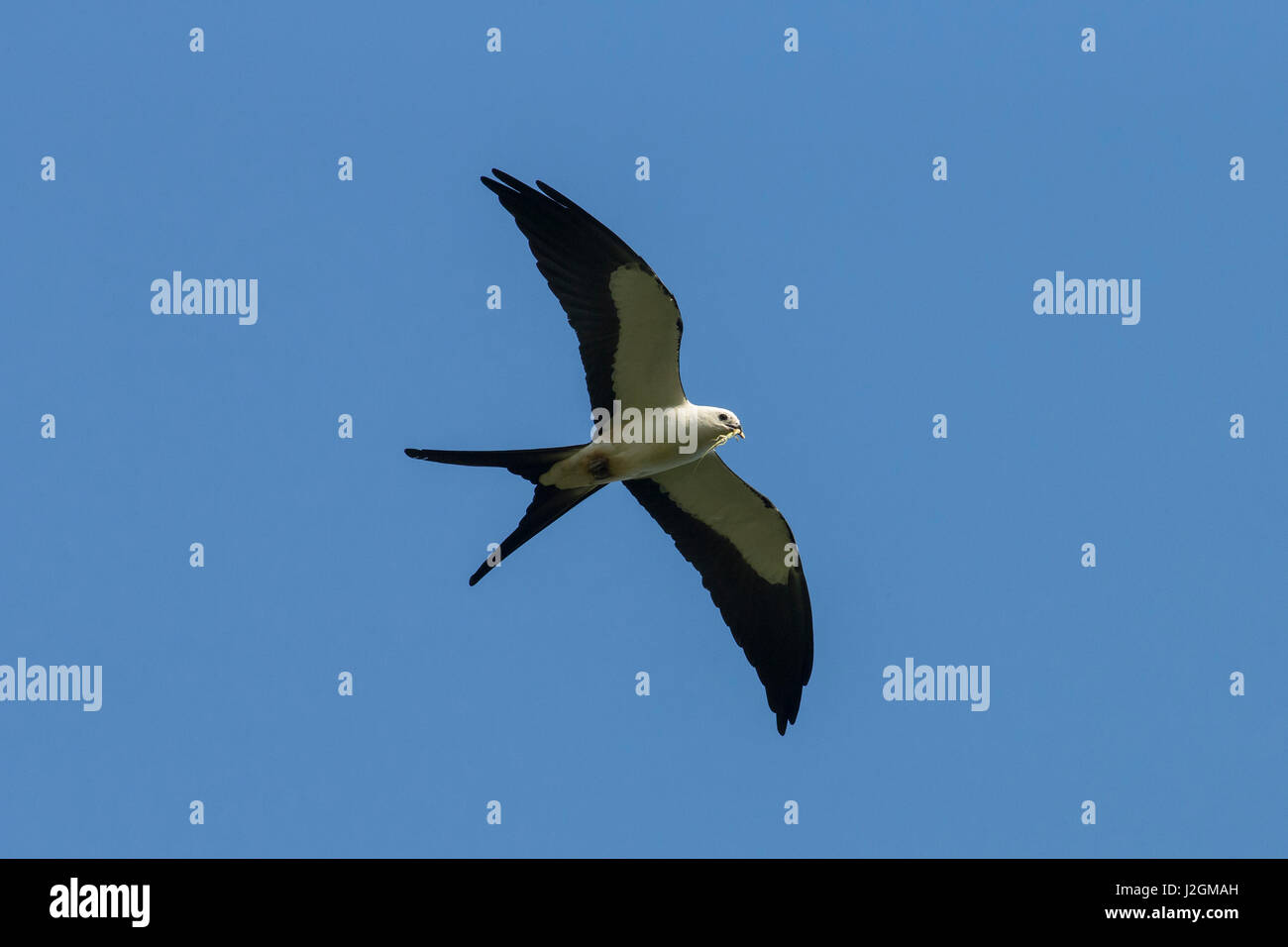 Swallow tailed kite lizard in beak hi-res stock photography and images ...