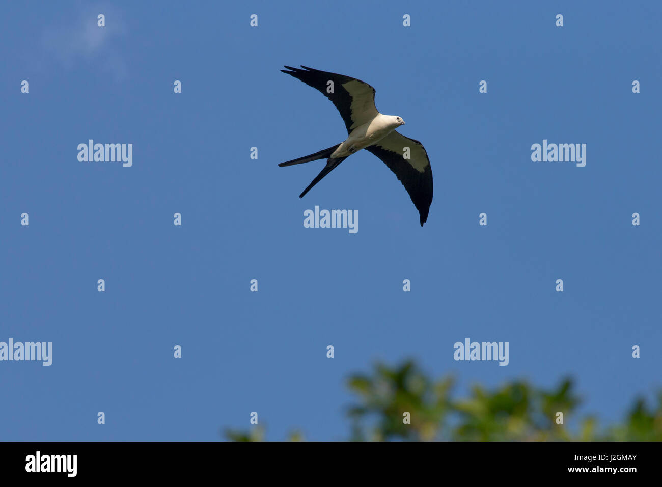 Swallow-tailed kite, Elanoides forficatus, in flight, Kissimmee ...