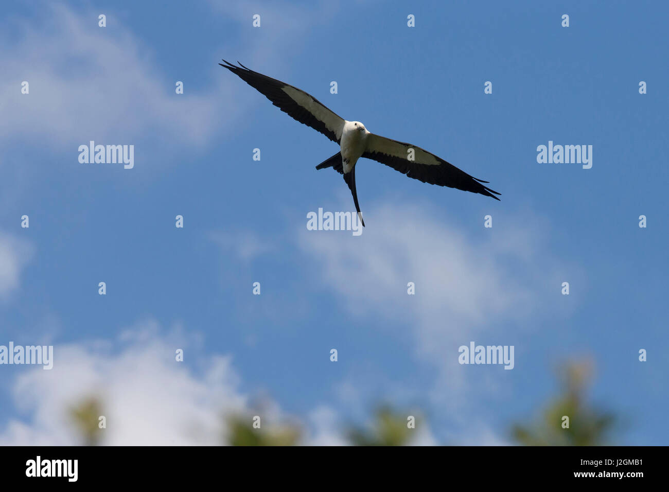 Swallow-tailed kite, Elanoides forficatus, in flight, Kissimmee ...