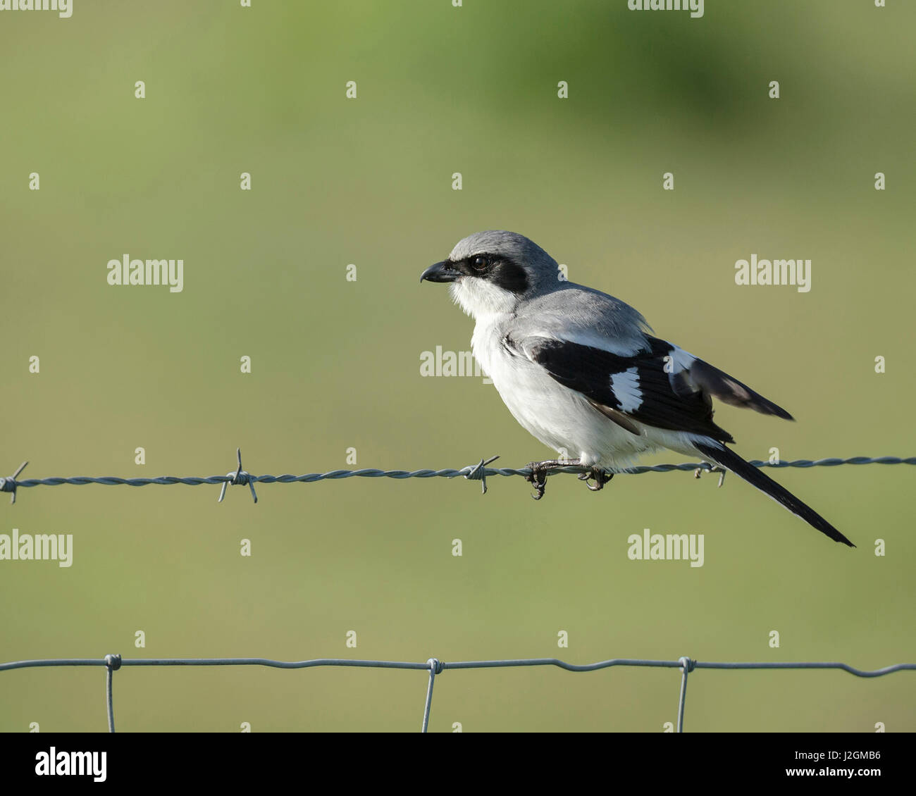 Loggerhead Shrike adult looking for food, Lanius ludovicianus, Celery ...