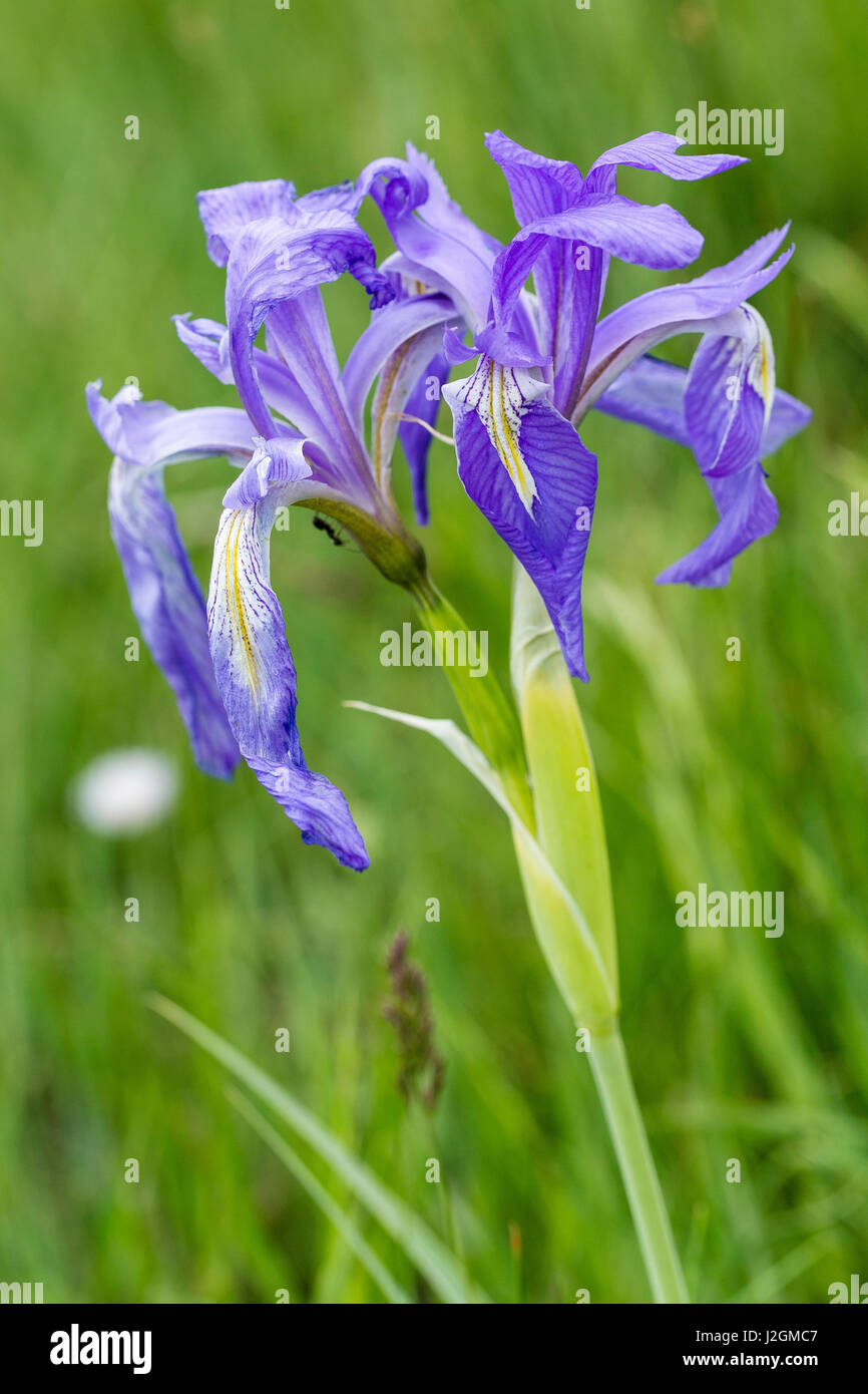 Rocky mountain iris, Iris missouriensis, Valle Vidal, Lookout Canyon ...