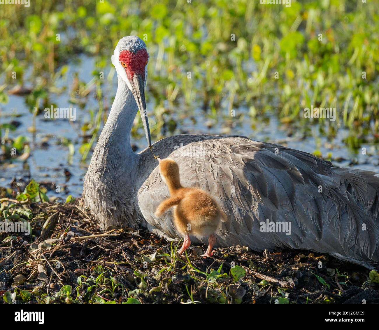 First colt hi-res stock photography and images - Alamy