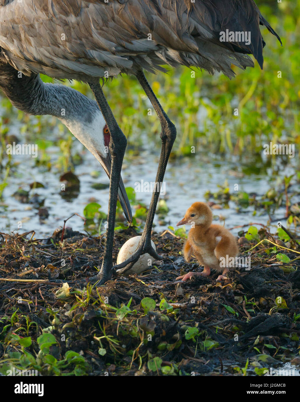 Sandhill Crane on nest bringing food to first colt, shows second egg ...