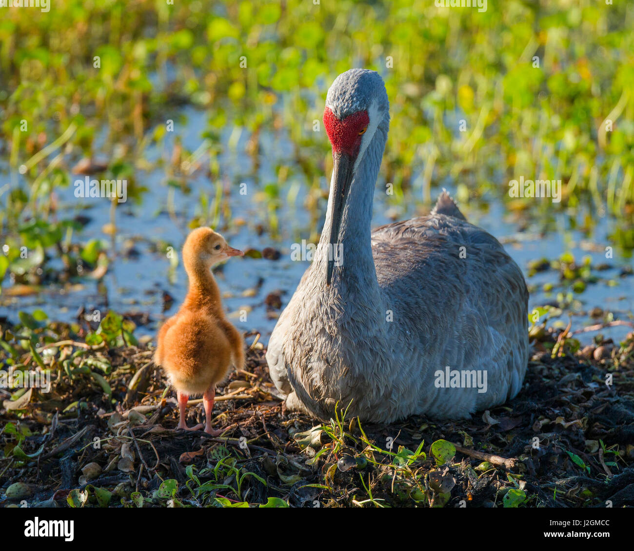 Sandhill Crane on nest with 2 day old colt, feeling second egg, Grus ...