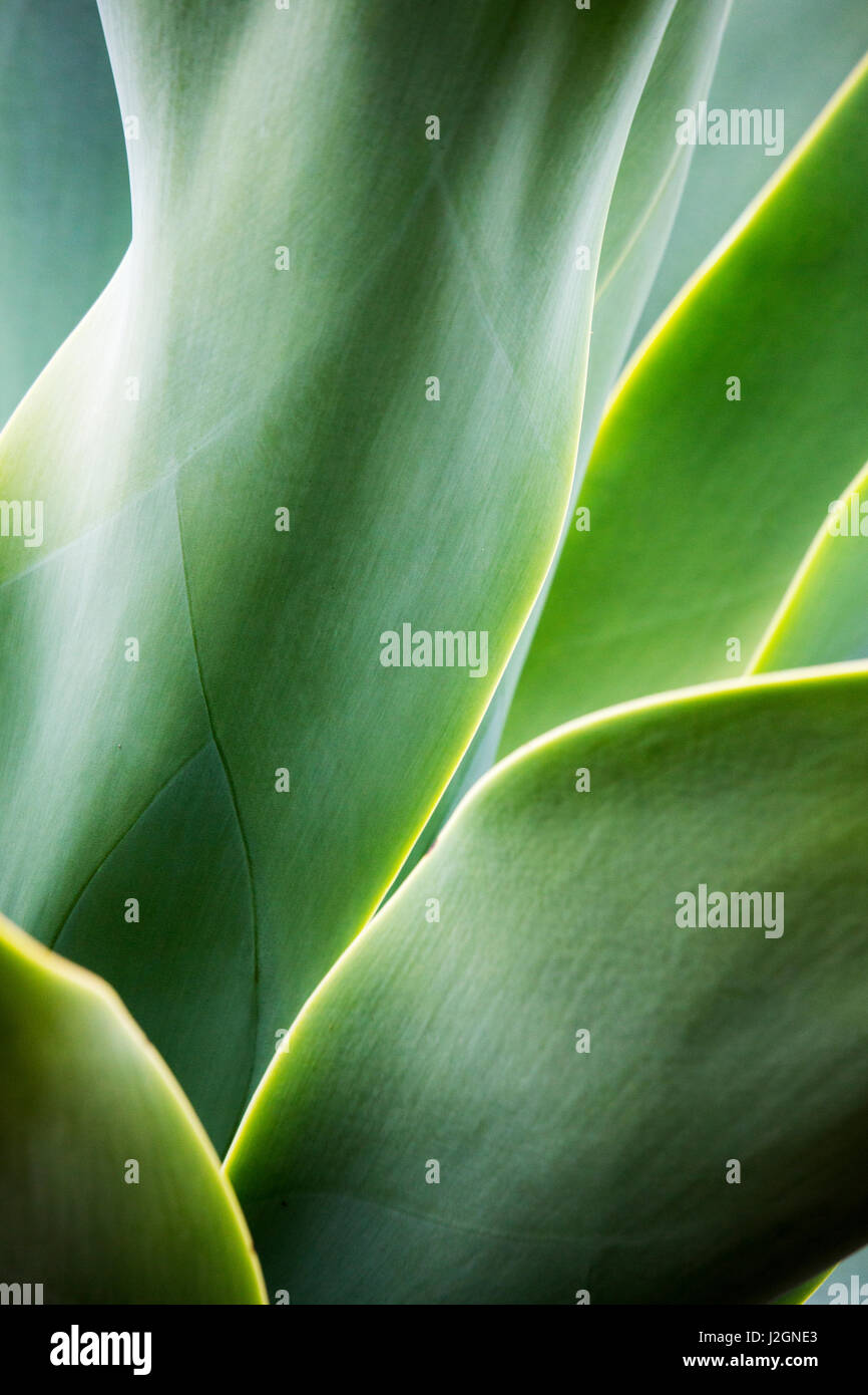 USA, Hawaii, Maui, Agave Plant with fresh green leaves Stock Photo - Alamy