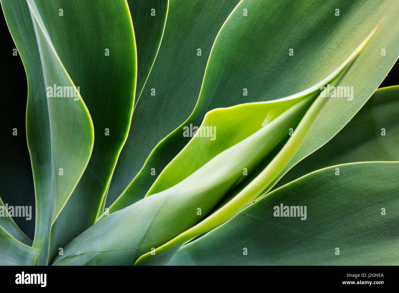 USA, Hawaii, Maui, Agave Plant with fresh green leaves Stock Photo - Alamy