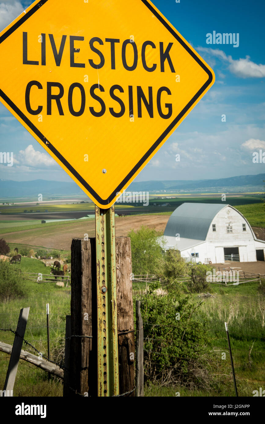 USA, Idaho, Columbia River Basin, Snake and Salmon River Basins, Camas ...