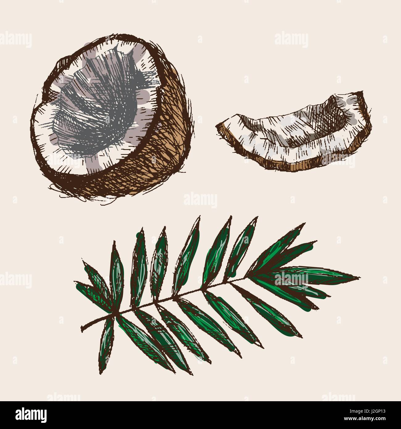 Digital vector color detailed coconut hand drawn retro illustration ...