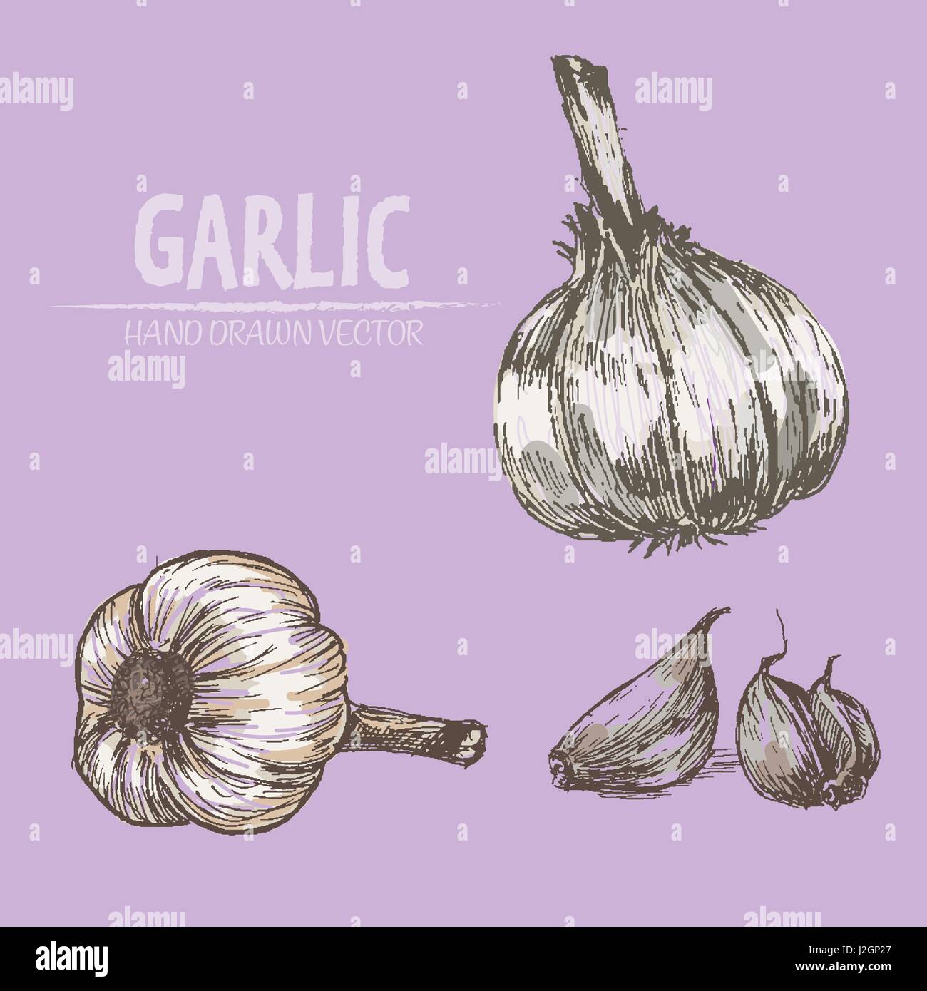 Digital vector color detailed garlic hand drawn retro illustration ...