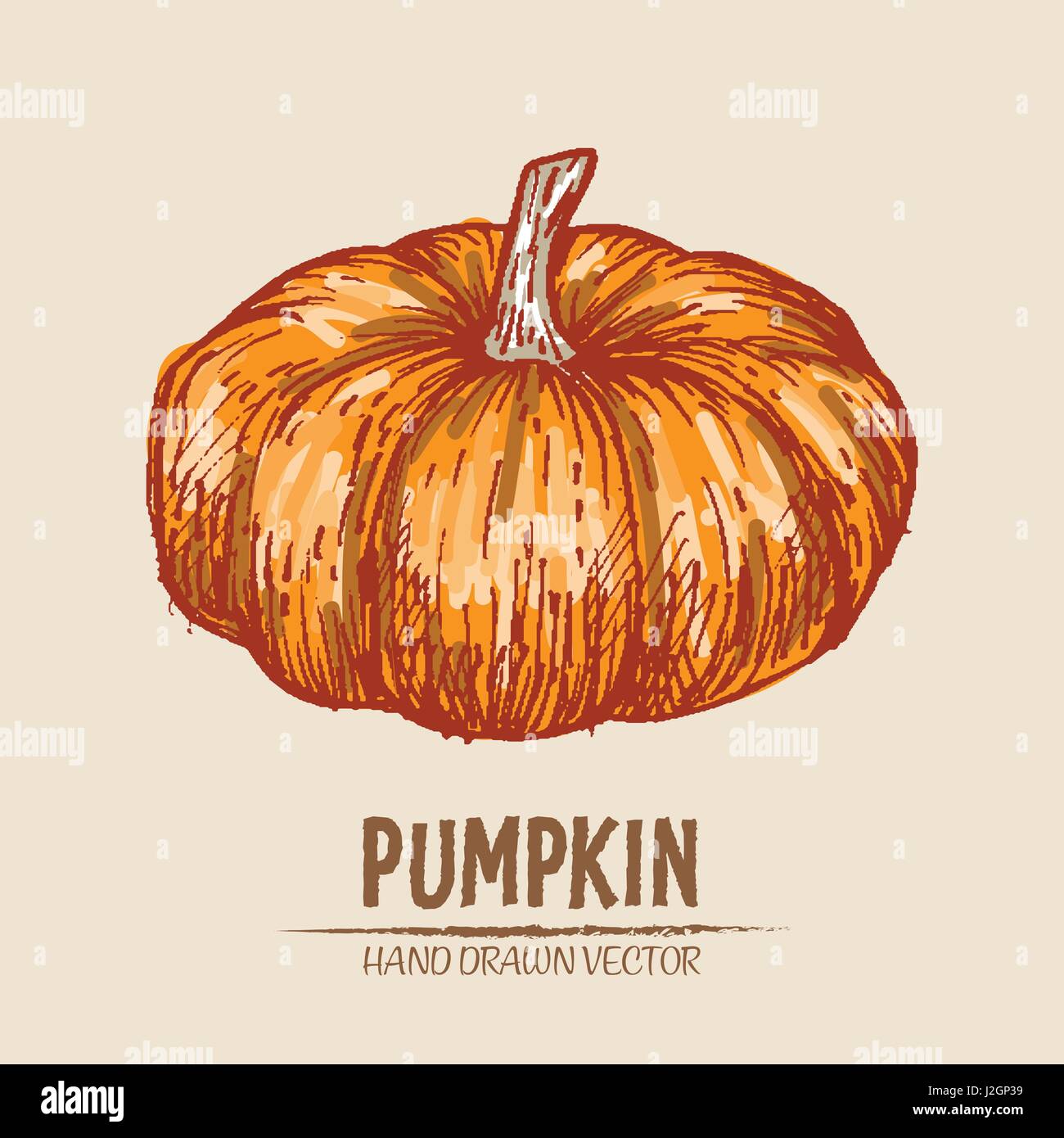Digital vector color detailed pumpkin hand drawn retro illustration ...