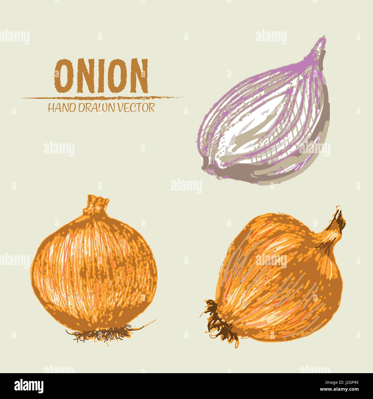 Digital vector color detailed onion hand drawn retro illustration ...