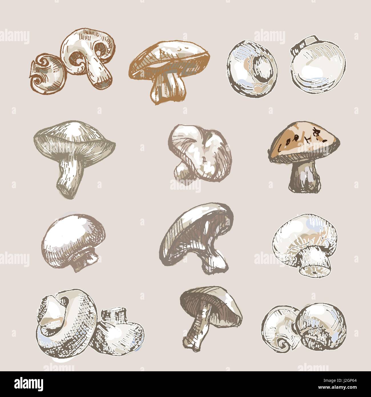 Digital vector color detailed mushrooms hand drawn retro illustration ...