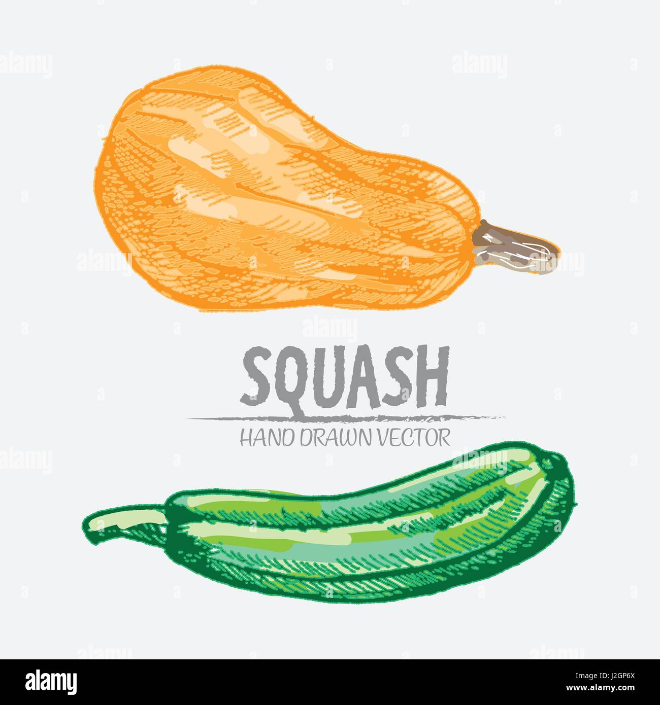 Digital vector color detailed squash hand drawn retro illustration ...