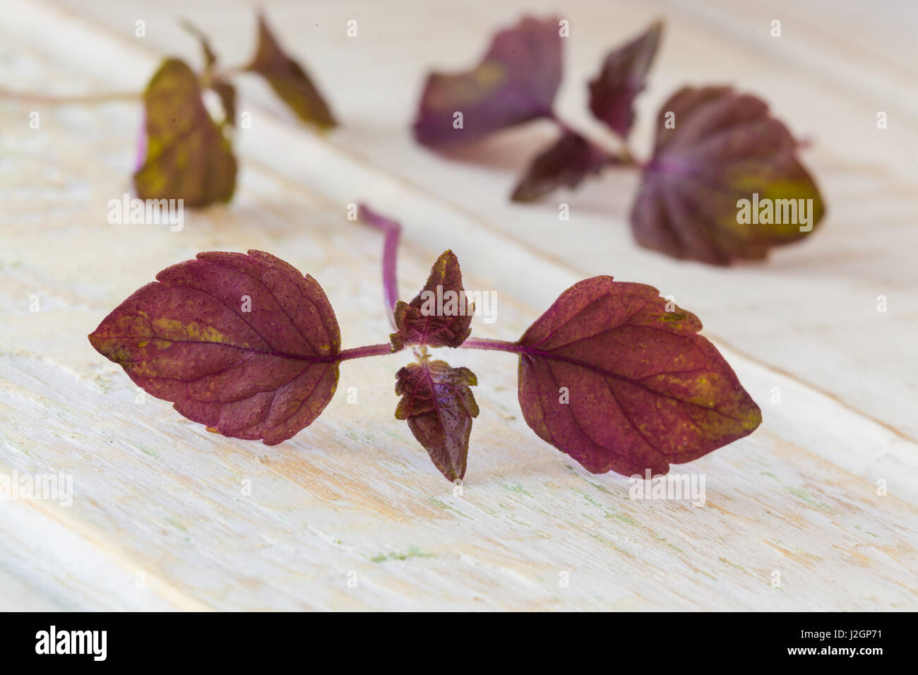 Fresh purple shiso sprouts in a bowl and on a white wooden table Stock ...