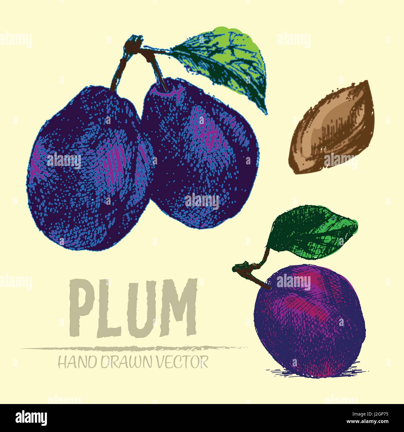 Digital vector detailed color plum hand drawn retro illustration ...