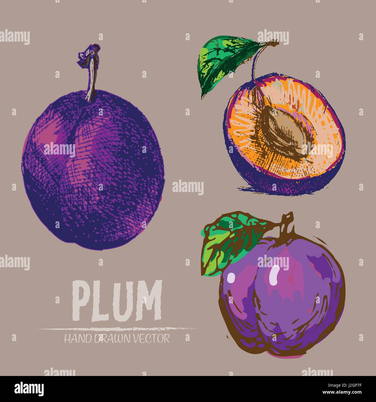 Digital vector detailed color plum hand drawn retro illustration ...