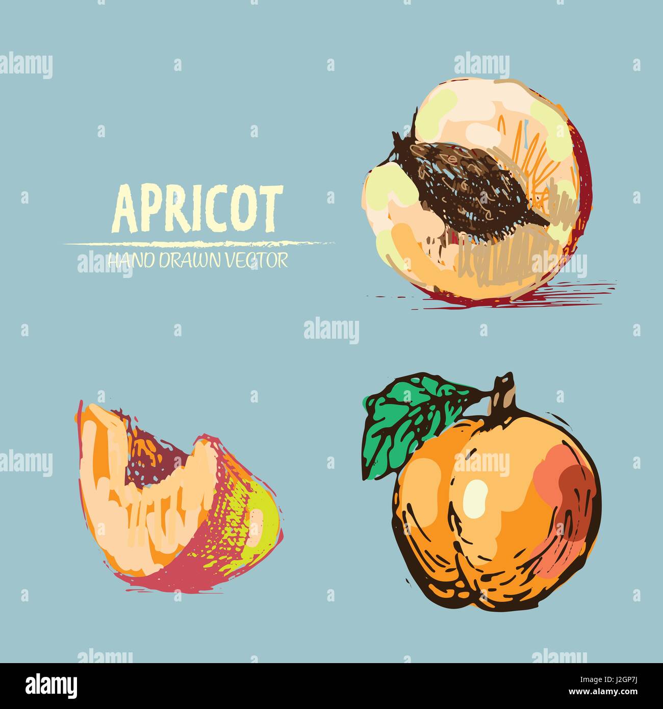 Digital vector detailed apricot hand drawn retro illustration ...