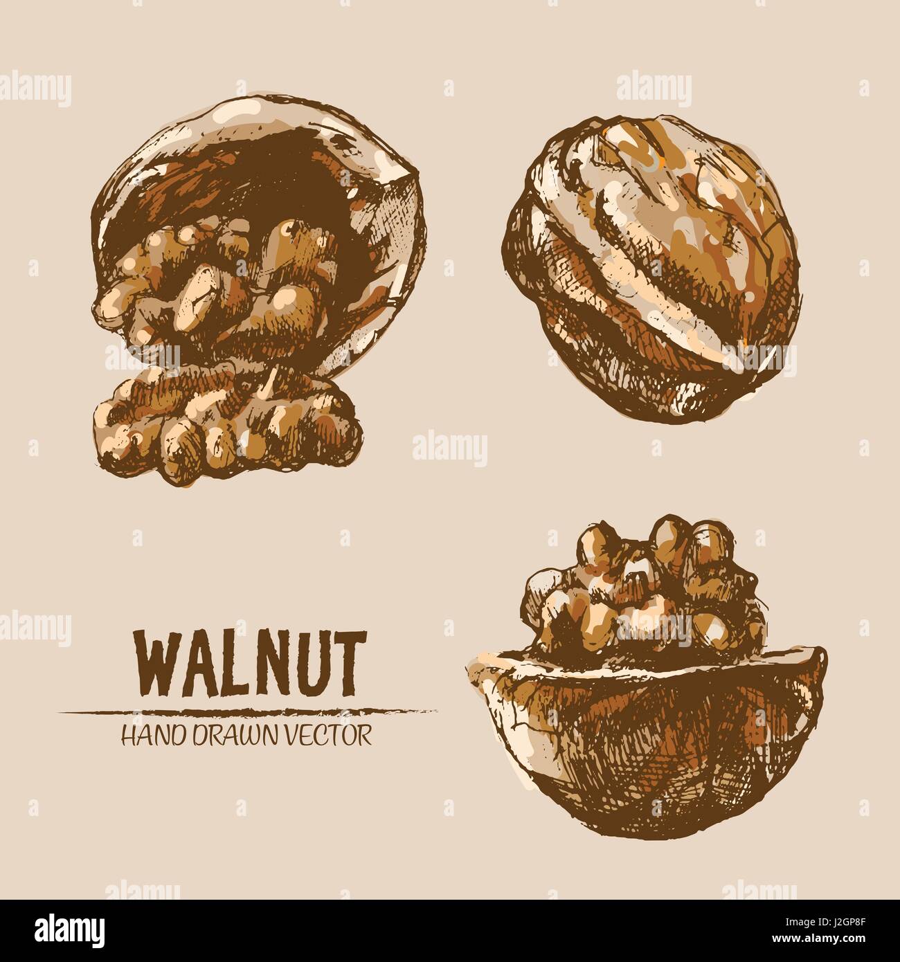 Digital vector detailed walnut hand drawn retro illustration collection ...