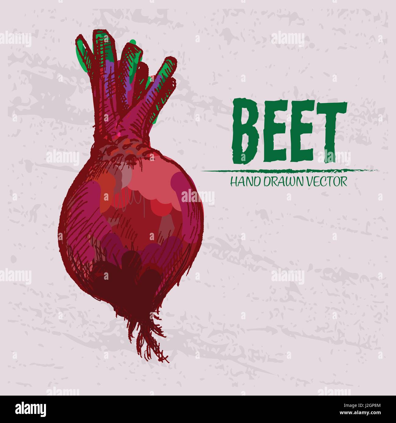 Digital vector color detailed red beet hand drawn retro illustration ...