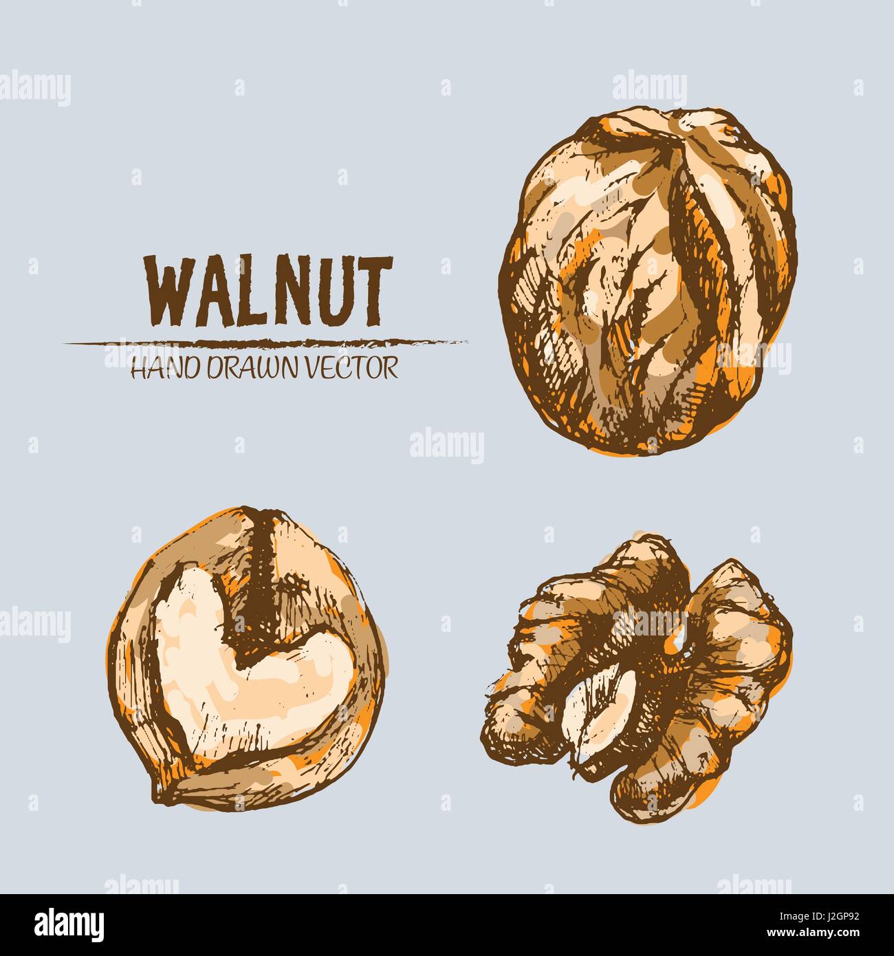Digital vector detailed walnut hand drawn retro illustration collection ...