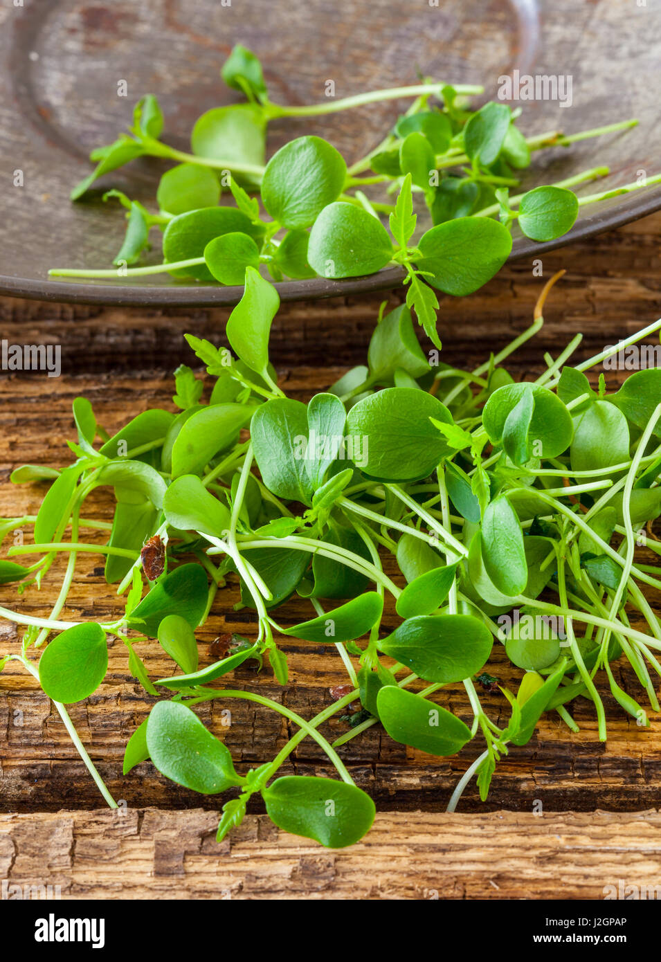 Tahoon cress hi-res stock photography and images - Alamy
