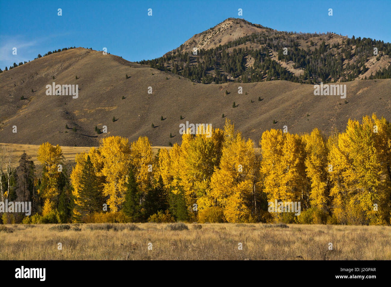 Autumn, Boulder Mountains, Sawtooth National Forest, Idaho, USA Stock ...
