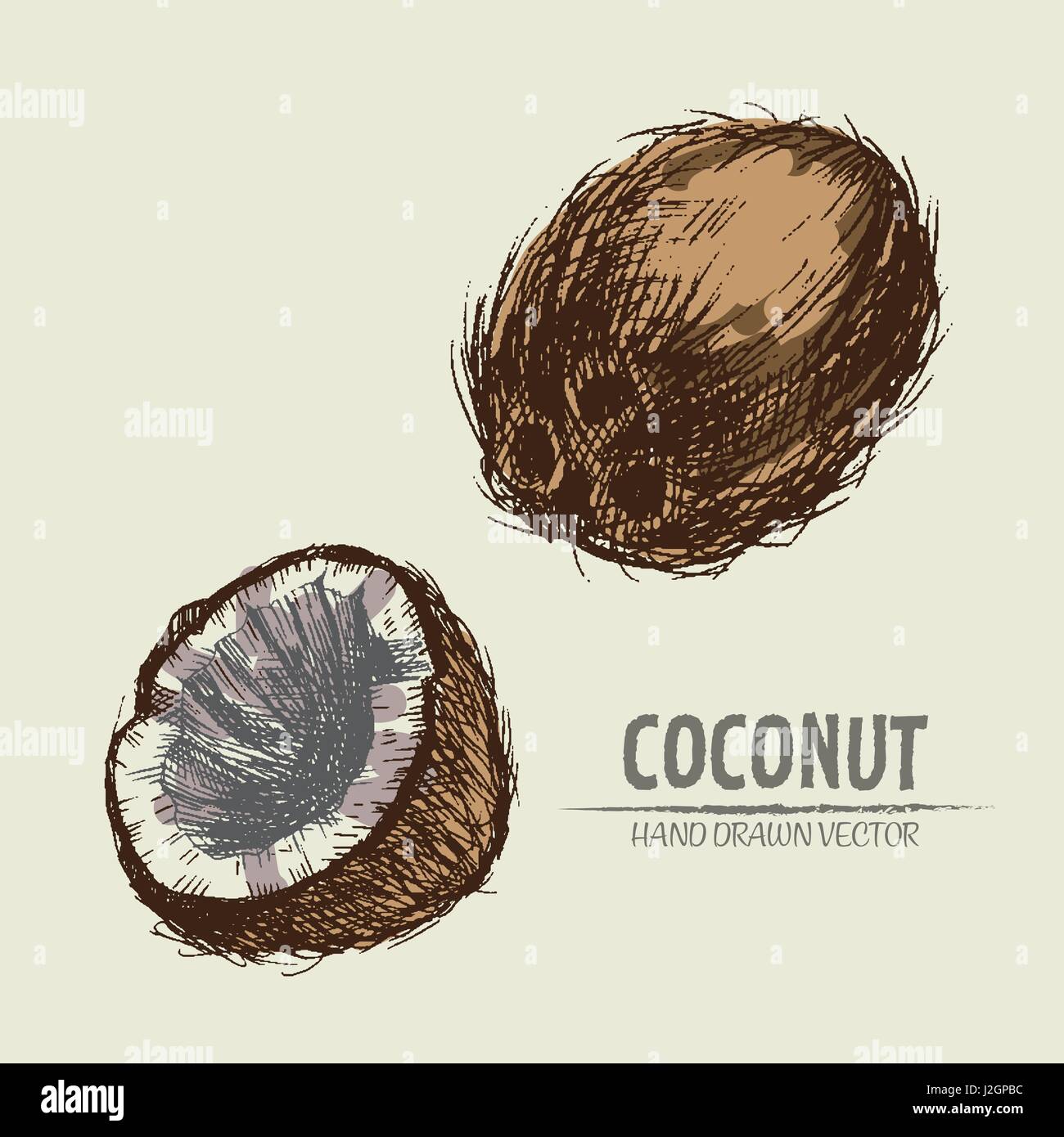 Digital vector color detailed coconut hand drawn retro illustration ...