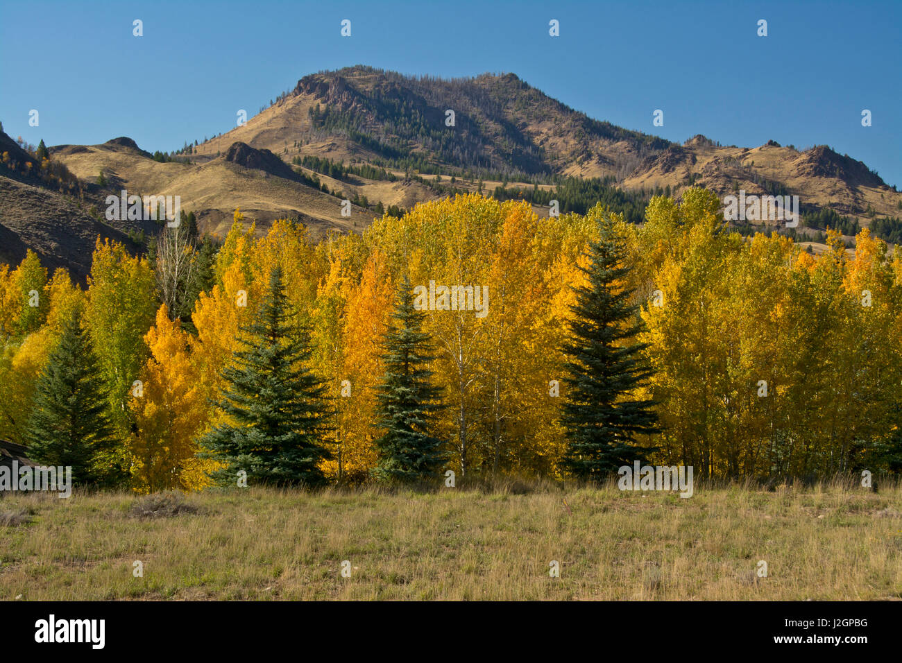 Autumn, Boulder Mountains, Sawtooth National Forest, Idaho, USA Stock ...