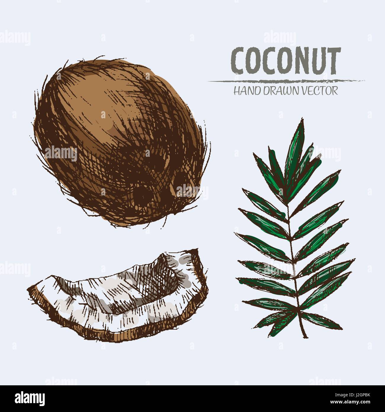 Digital vector color detailed coconut hand drawn retro illustration ...
