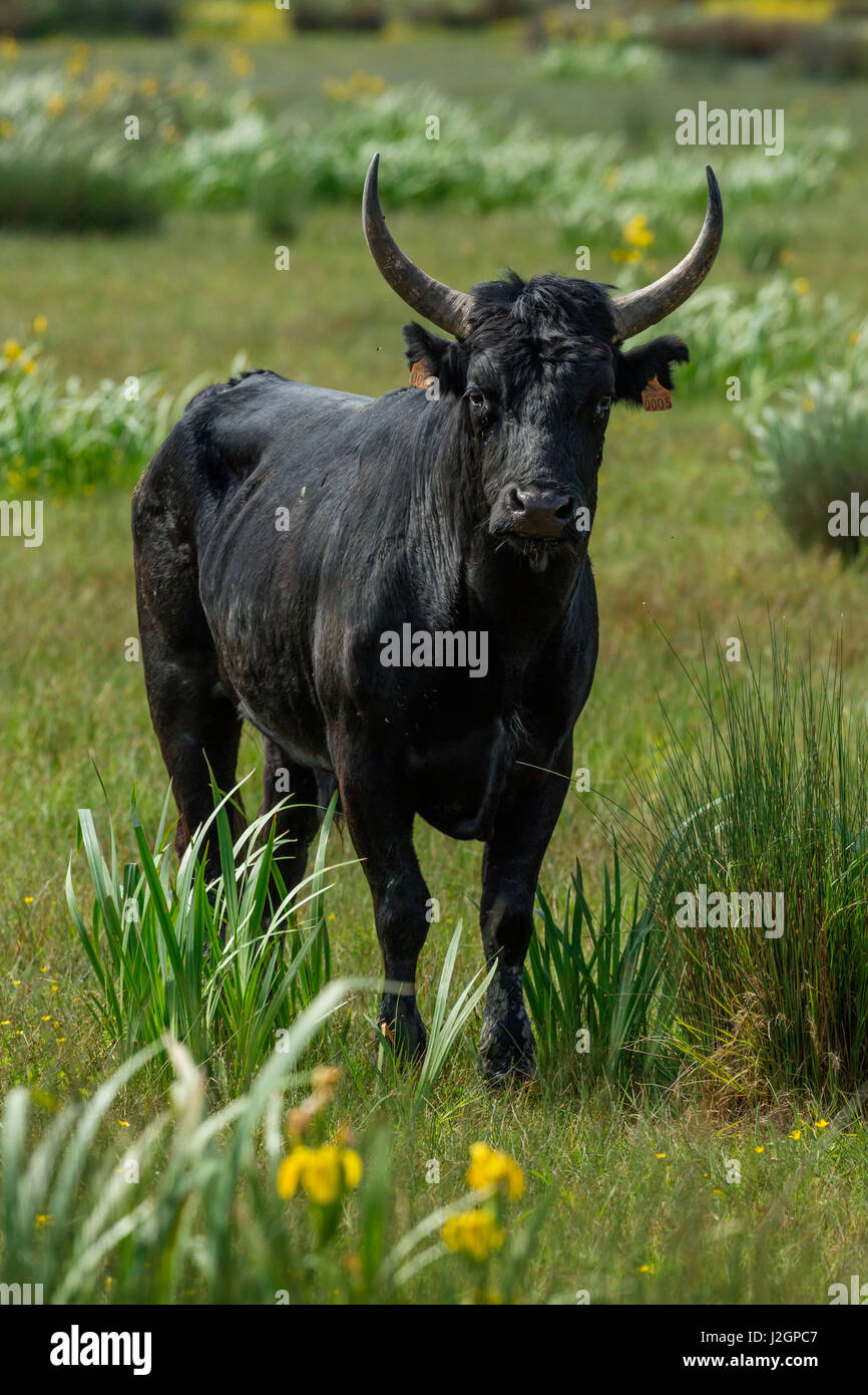 Bulls in the Camargue, France Stock Photo - Alamy