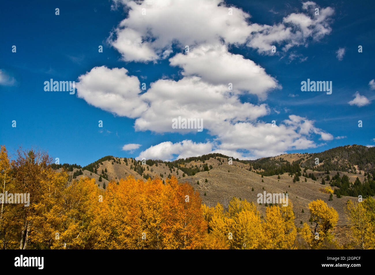 Aspens, Evergreens, Boulder Mountains, autumn, Sawtooth National Forest ...