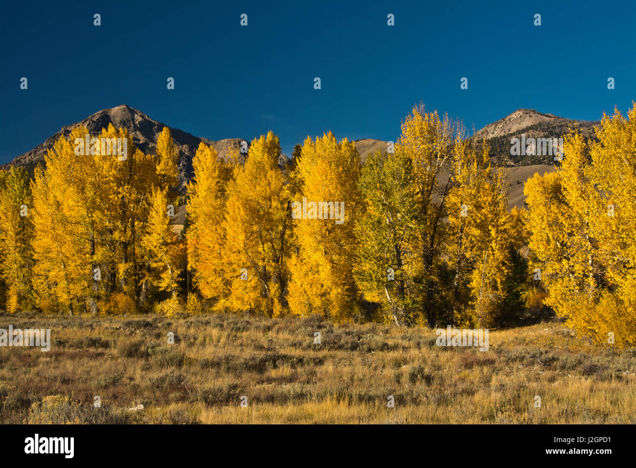 Autumn Colors, Boulder Mountains, Sawtooth National Forest, Idaho, USA ...