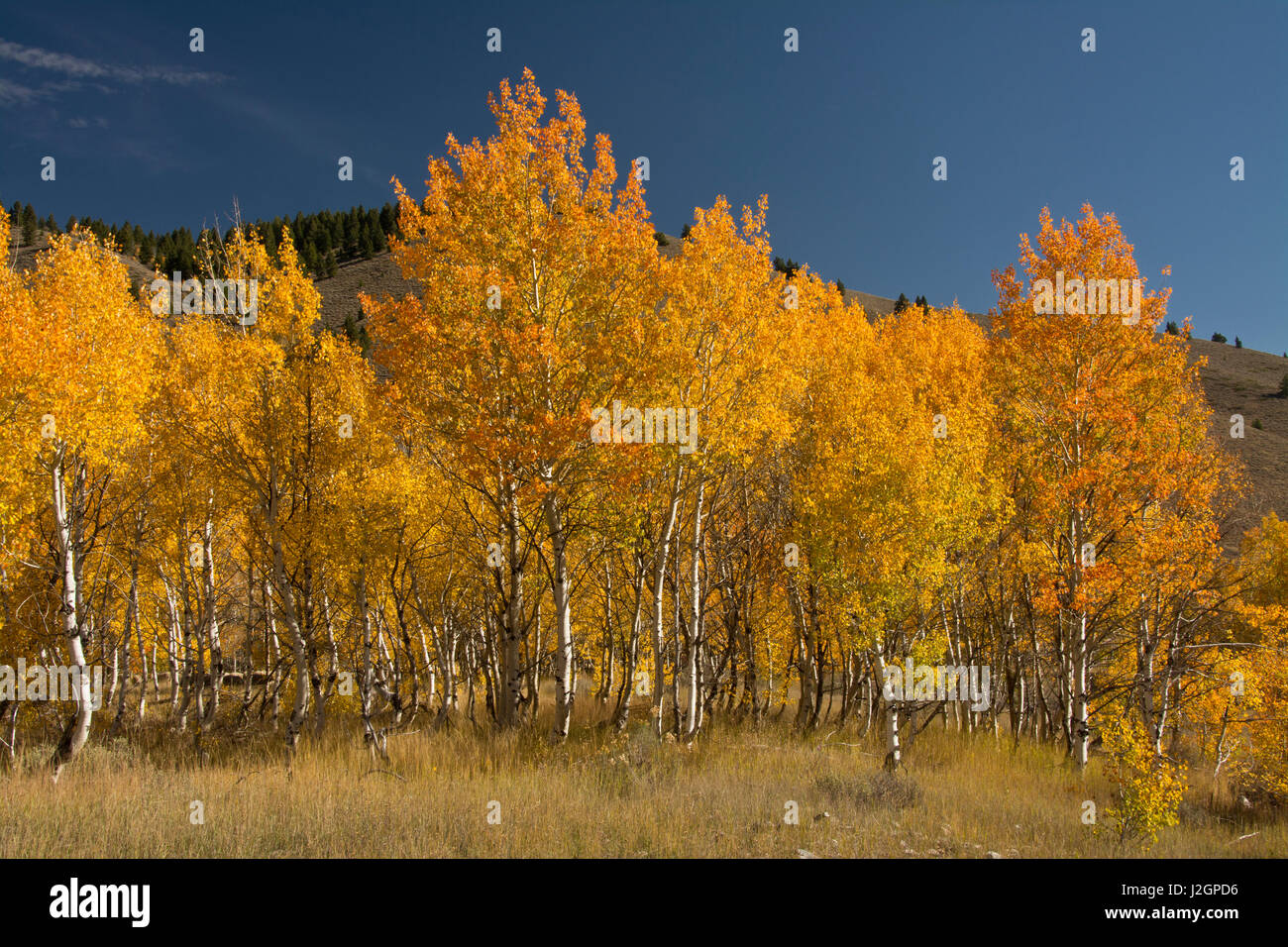 Autumn Colors, Boulder Mountains, Sawtooth National Forest, Idaho, USA ...