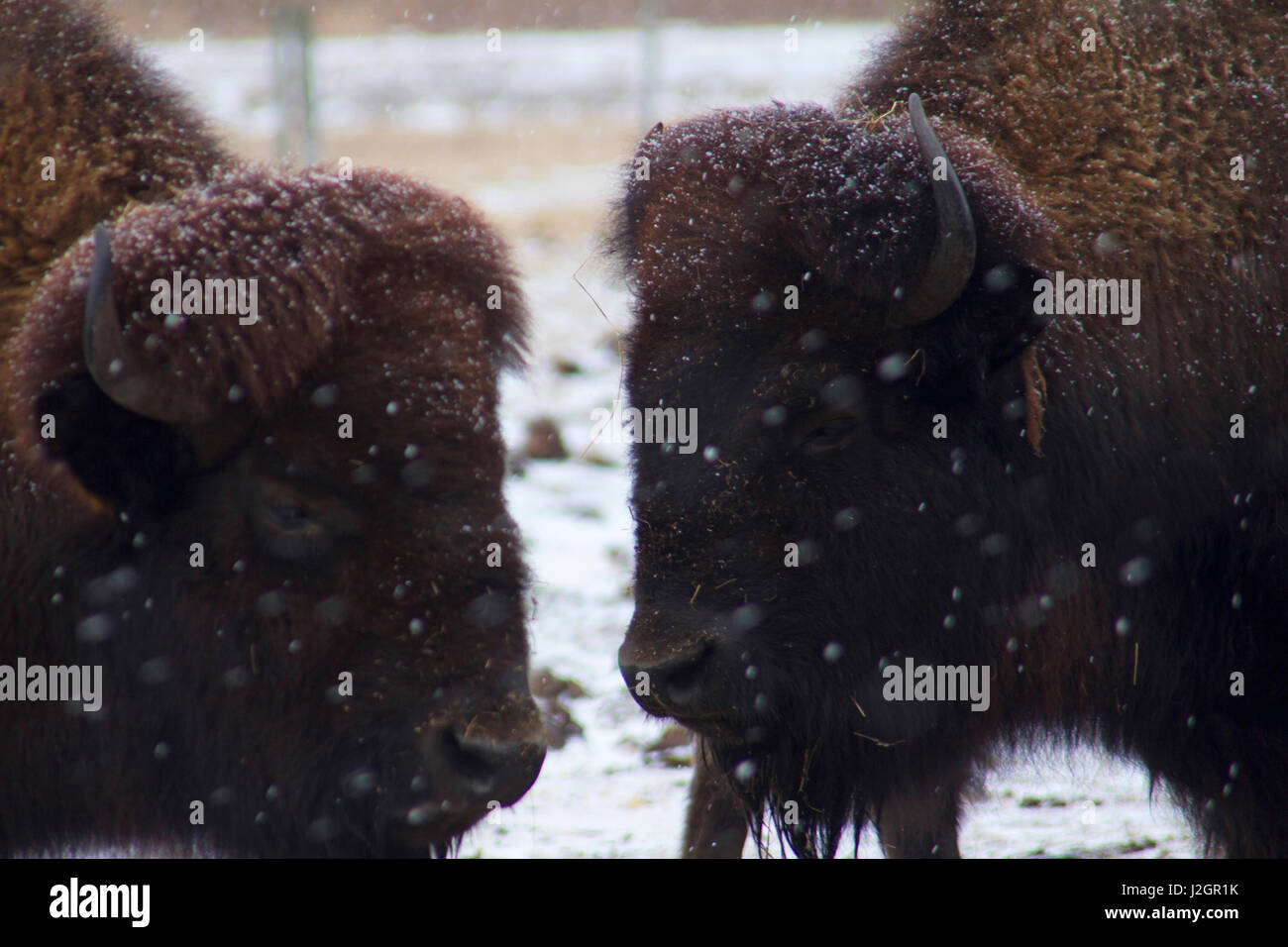 Fermilab hi-res stock photography and images - Alamy