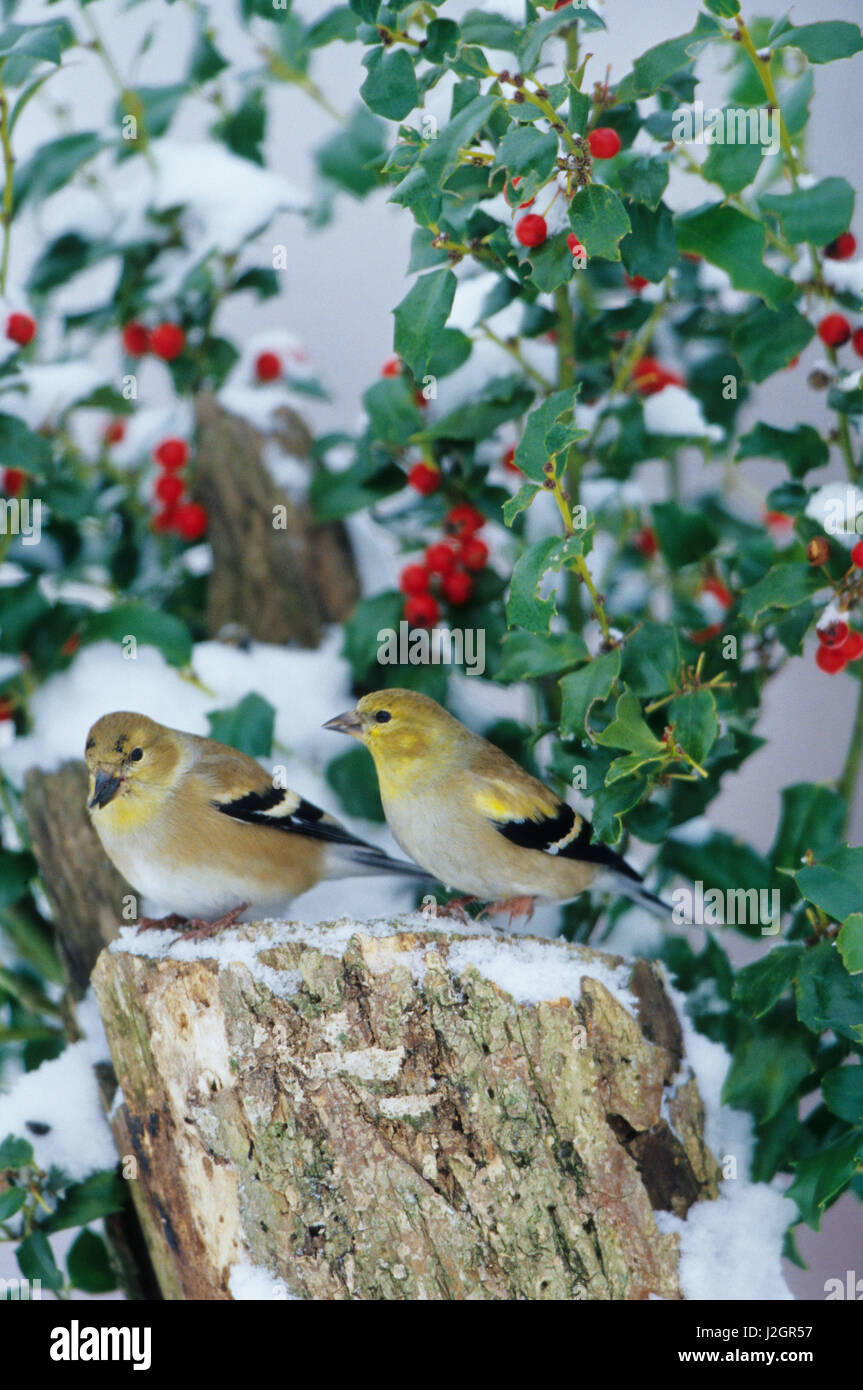 American Goldfinches (Carduelis Tristis) on stump near China Holly ...