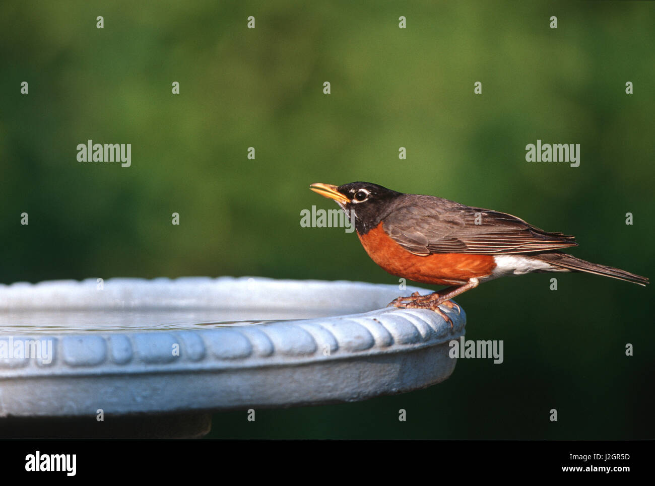 American Robin (Turdus migratorius) at bird bath Marion, IL Stock Photo ...