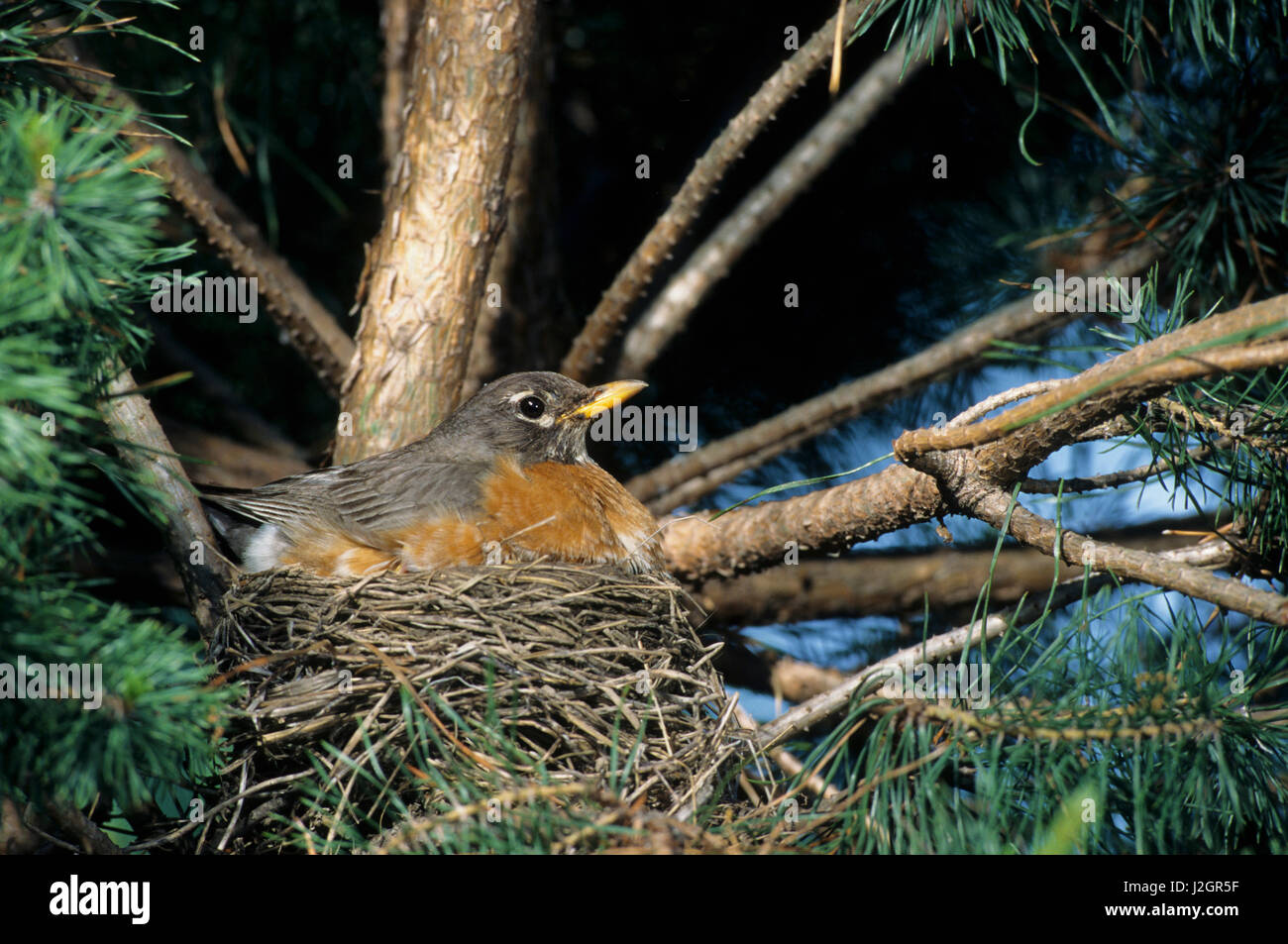 American Robin (Turdus migratorius) brooding nestlings in white pine ...